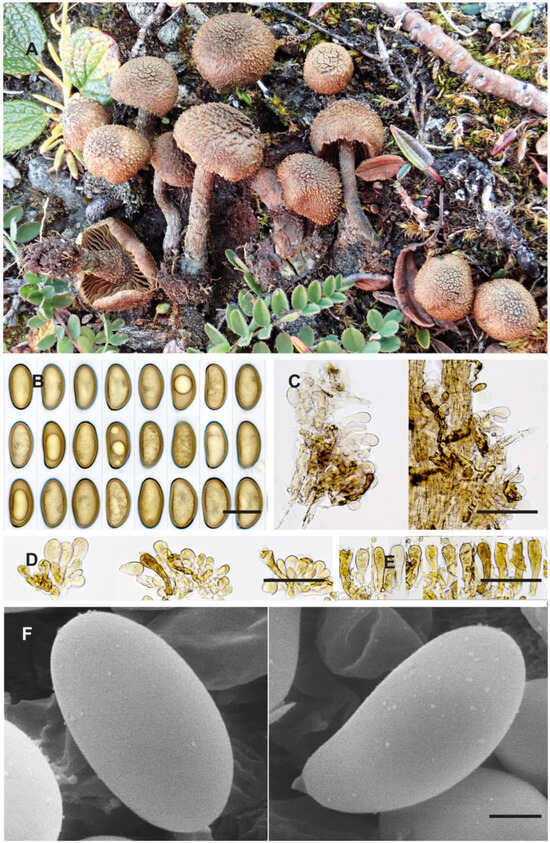 A Taxonomic and Phylogenetic Contribution on Inosperma Section ...