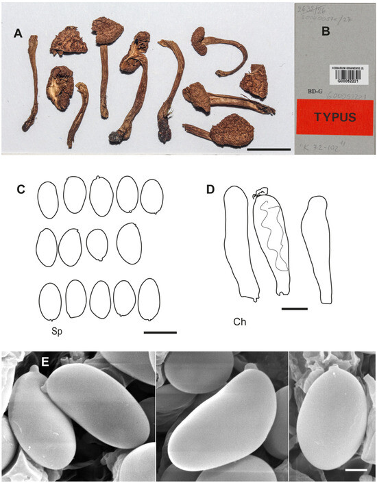A Taxonomic and Phylogenetic Contribution on Inosperma Section ...