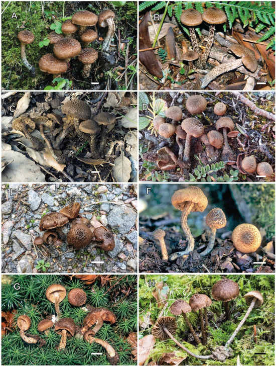 A Taxonomic and Phylogenetic Contribution on Inosperma Section ...