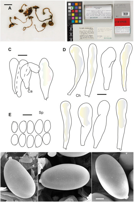 A Taxonomic and Phylogenetic Contribution on Inosperma Section ...