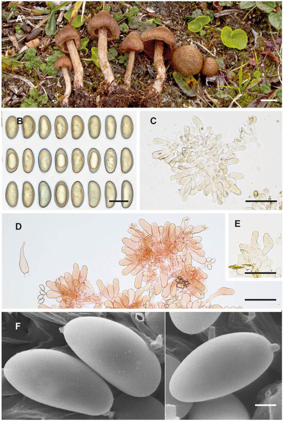 A Taxonomic and Phylogenetic Contribution on Inosperma Section ...