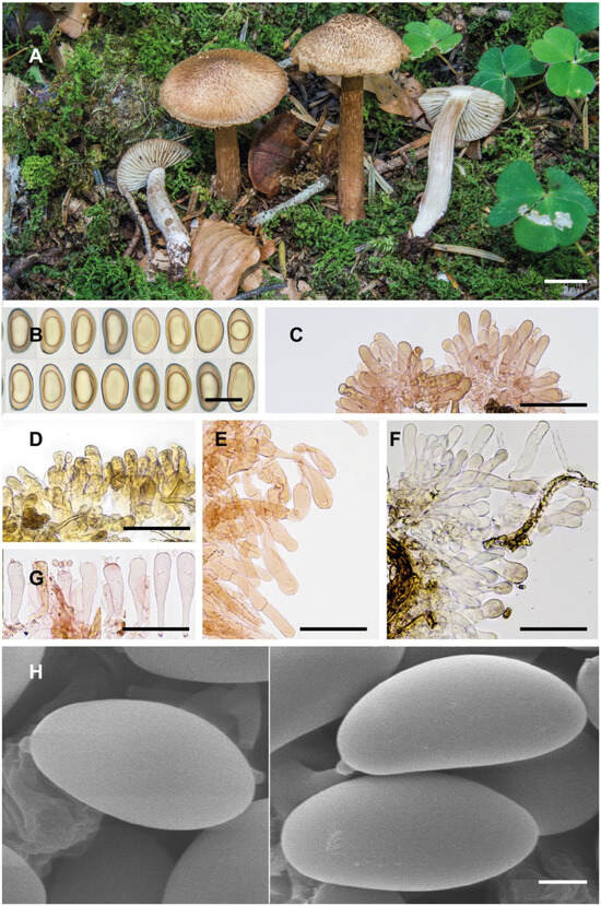 A Taxonomic and Phylogenetic Contribution on Inosperma Section ...