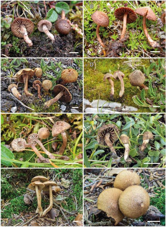 A Taxonomic and Phylogenetic Contribution on Inosperma Section ...