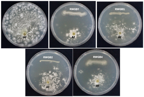 Rice Weevil (Sitophilus oryzae L.) Gut Bacteria Inhibit Growth of ...
