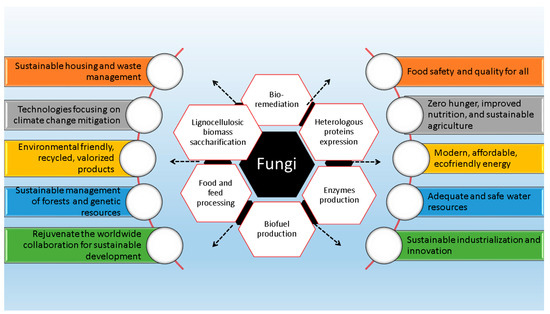 Prospective Roles of Extremophilic Fungi in Climate Change Mitigation ...