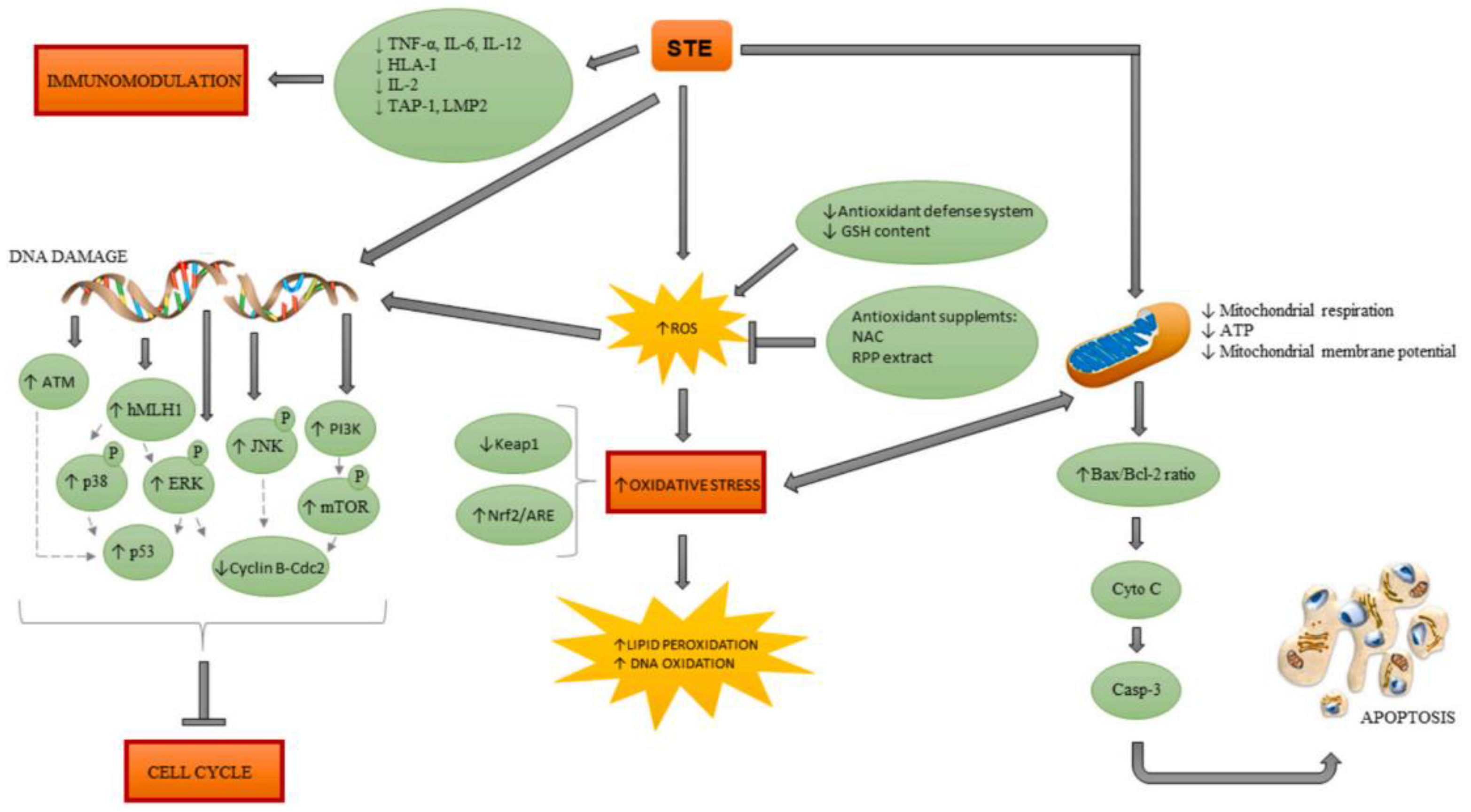 The Biosynthesis, Structure Diversity and Bioactivity of Sterigmatocystins and Aflatoxins: A Review
