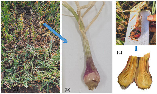 Active Prevalence of Fusarium falciforme and F. acutatum Causing Basal ...