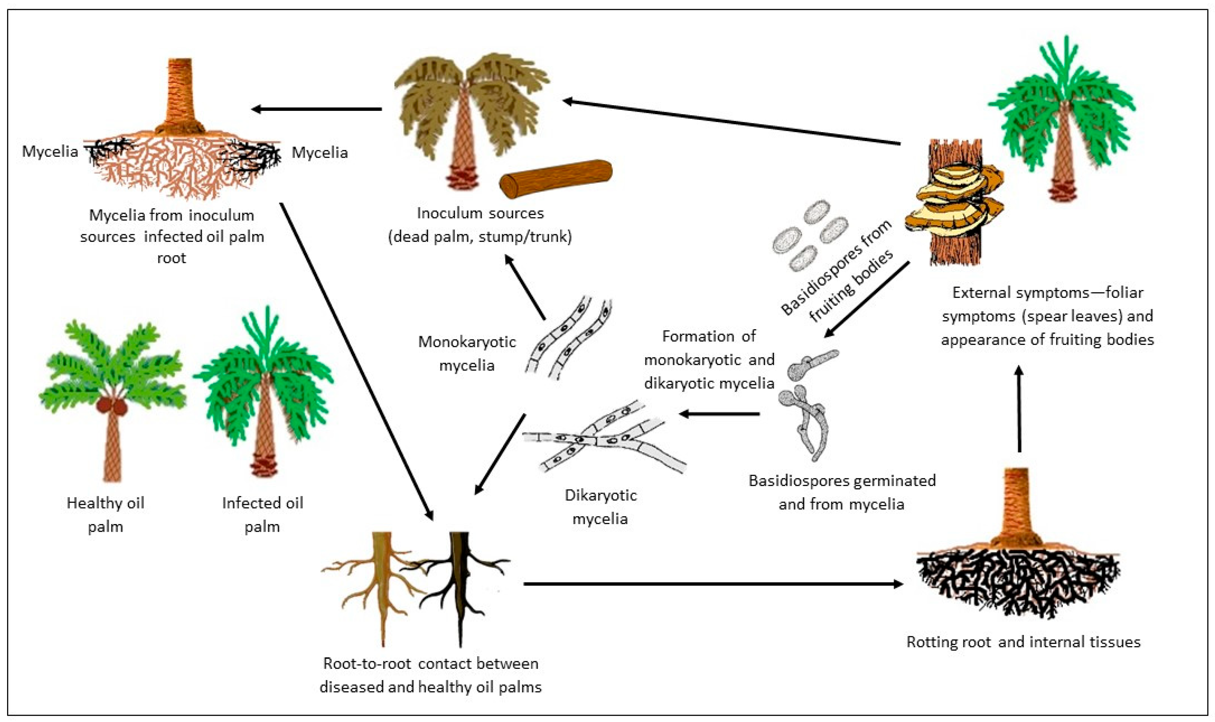 JoF | Free Full-Text | An In-Depth Study of Phytopathogenic Ganoderma ...