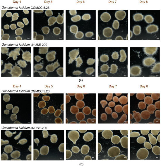 The Performance and Evolutionary Mechanism of Ganoderma lucidum in ...