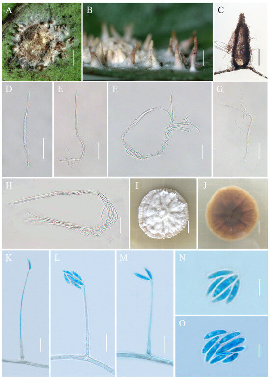 JoF | Free Full-Text | Morphological and Phylogenetic Analyses Reveal Three New Species of ...
