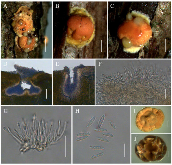 Morphological and Phylogenetic Analyses Reveal Three New Species of ...
