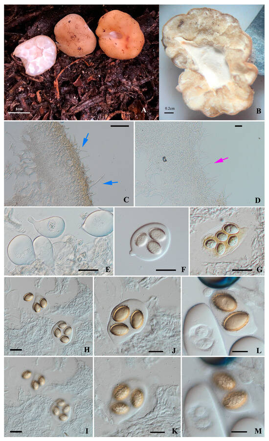 Three New Species of Tuber Discovered in Alpine Fir Forests in Yunnan ...