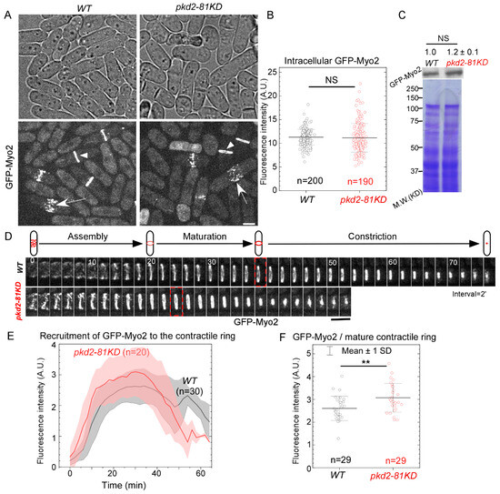The Mechanosensitive Pkd2 Channel Modulates the Recruitment of Myosin ...
