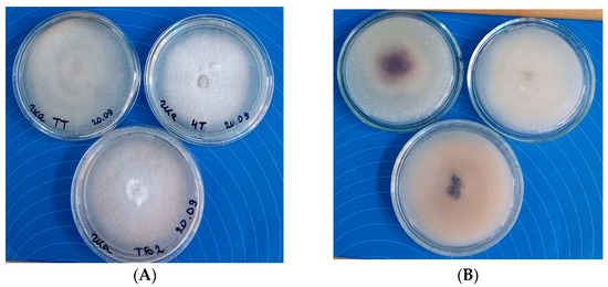 Phytotoxic Strains of Fusarium commune Isolated from Truffles