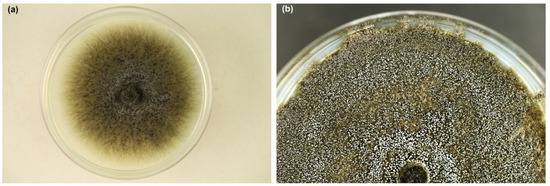 JoF | Free Full-Text | Recognition of Davidsoniella virescens on Fagus ...