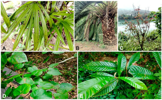 Updating the Species Diversity of Pestalotioid Fungi: Four New Species ...