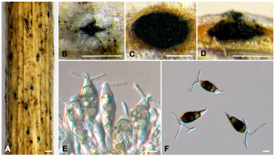Updating the Species Diversity of Pestalotioid Fungi: Four New Species ...