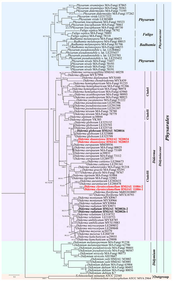 Two New Species of the Genus Diderma (Physarales, Didymiaceae) in China ...