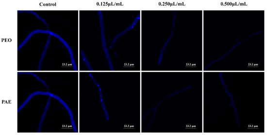 Inhibitory Effects and Mechanisms of Perilla Essential Oil and ...