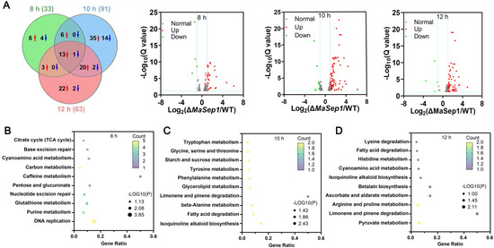 The Forkhead Box Gene, MaSep1, Negatively Regulates UV- and Thermo ...