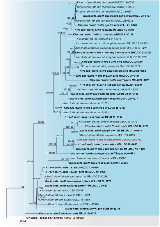New and Interesting Pine-Associated Hyphomycetes from China