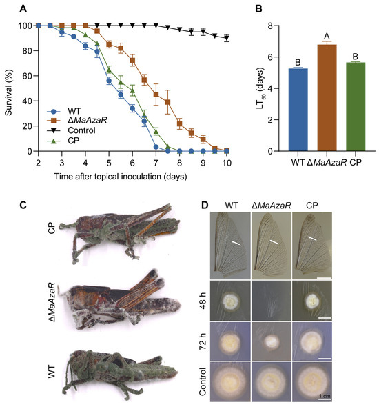 MaAzaR Influences Virulence of Metarhizium acridum against Locusta ...