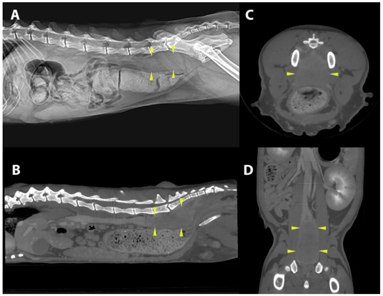 Microsporum canis Causes Cutaneous and Extracutaneous Feline ...