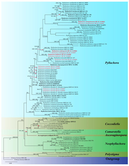 Six Species of Phyllachora with Three New Taxa on Grass from Sichuan ...