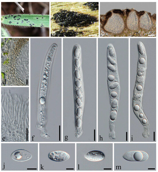 Six Species of Phyllachora with Three New Taxa on Grass from Sichuan ...