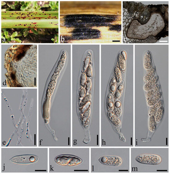 Six Species of Phyllachora with Three New Taxa on Grass from Sichuan ...