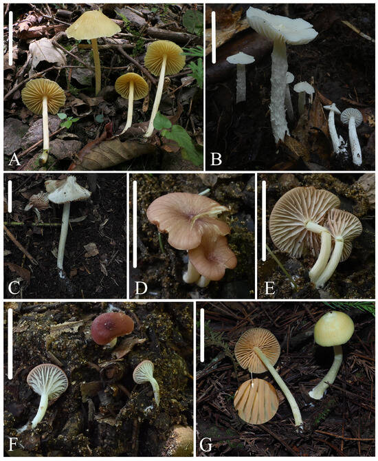 Seven New Species of Entoloma Subgenus Cubospora (Entolomataceae ...