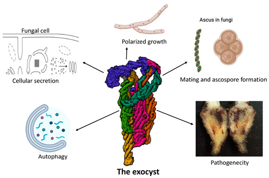 Emerging Roles of Exocyst Complex in Fungi: A Review