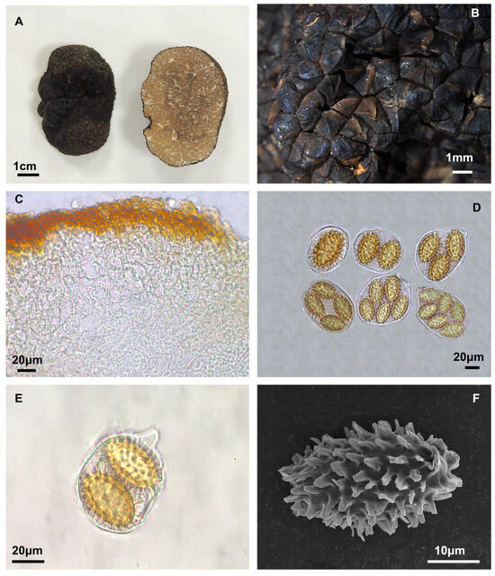 Three New Truffle Species (Tuber, Tuberaceae, Pezizales, and Ascomycota ...