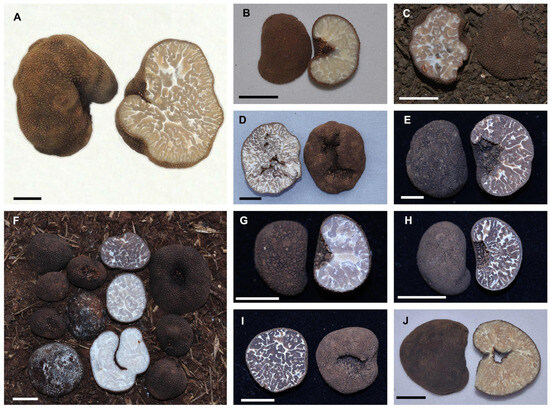 Three New Truffle Species (Tuber, Tuberaceae, Pezizales, and Ascomycota ...