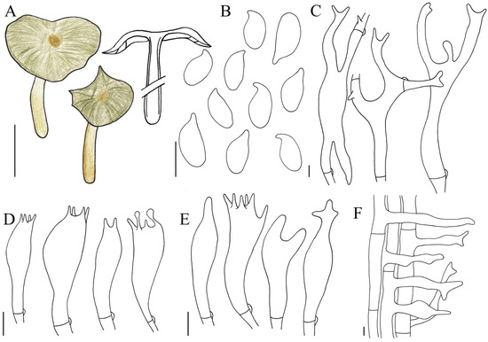 The Combination of Morphological and Phylogenetic Evidence Reveals Four ...