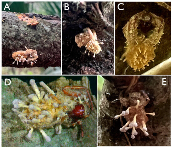 Discovery of Gibellula floridensis from Infected Spiders and Analysis ...