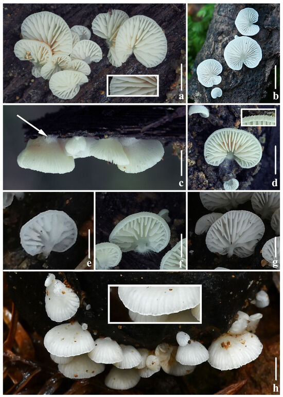 Phylogenetic and Morphological Perspectives on Crepidotus subg ...