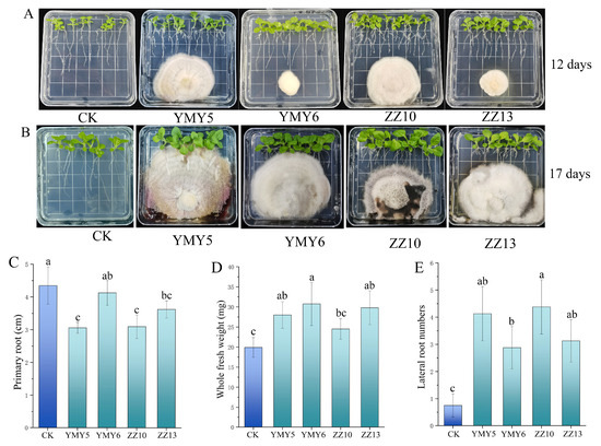 Exploring Plant Growth-Promoting Traits of Endophytic Fungi Isolated ...
