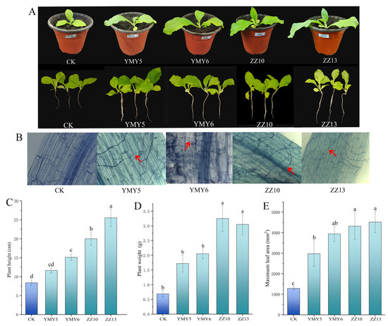 Exploring Plant Growth-Promoting Traits of Endophytic Fungi Isolated ...