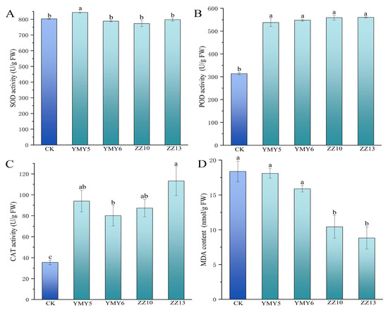 Exploring Plant Growth-Promoting Traits of Endophytic Fungi Isolated ...