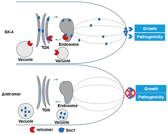 The Sorting and Transport of the Cargo Protein CcSnc1 by the Retromer ...