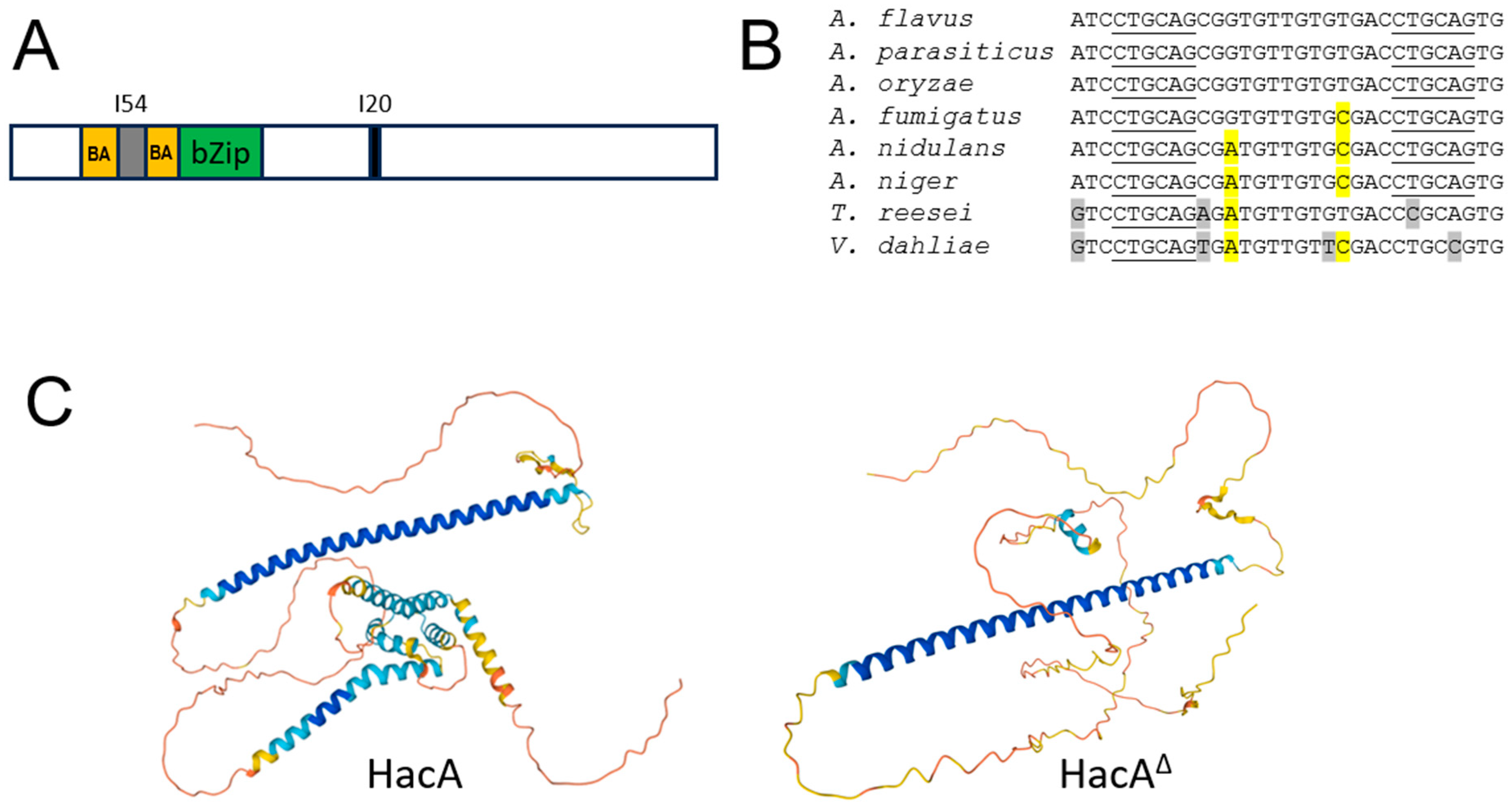 The Aspergillus flavus hacA Gene in the Unfolded Protein Response ...