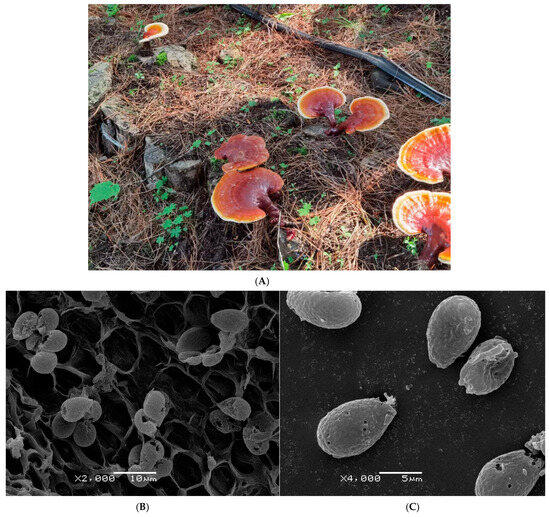 Comparative Mitogenomics Provides Valuable Insights for the Phylogeny ...
