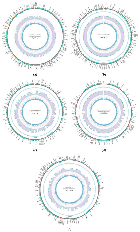 Comparative Mitogenomics Provides Valuable Insights for the Phylogeny and New DNA Barcodes of ...