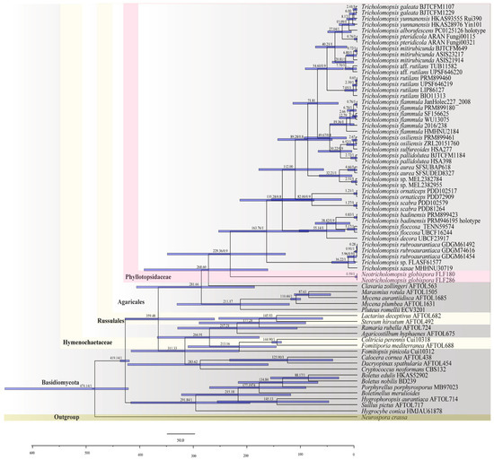 A New Genus Neotricholomopsis Gen. Nov and Description of ...