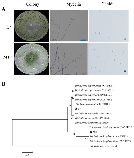 Effects of Two Trichoderma Strains on Apple Replant Disease Suppression and Plant Growth Stimulation