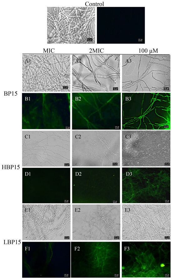 Control of Postharvest Green Mold in Citrus by the Antimicrobial Peptide BP15 and Its Lipopeptides