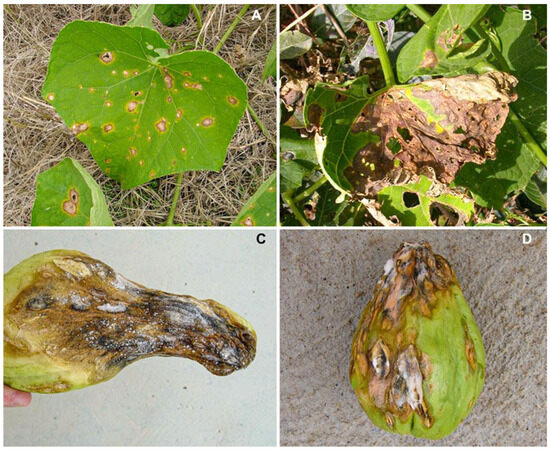 Diversity of Colletotrichum Species Causing Anthracnose in Chayote in ...