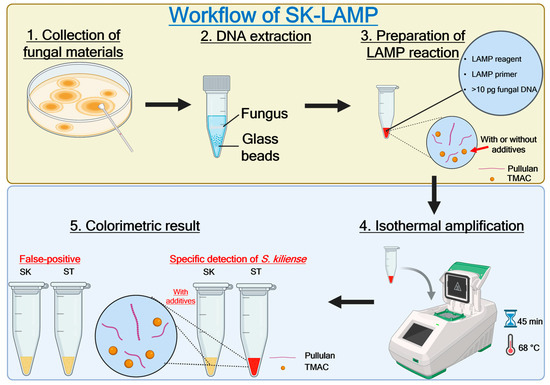 Enhanced Specificity in Colorimetric LAMP Assay for Sarocladium ...