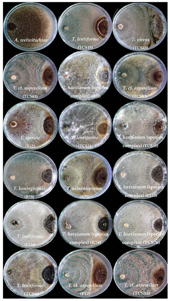 Native and Non-Native Soil and Endophytic Trichoderma spp. from Semi ...